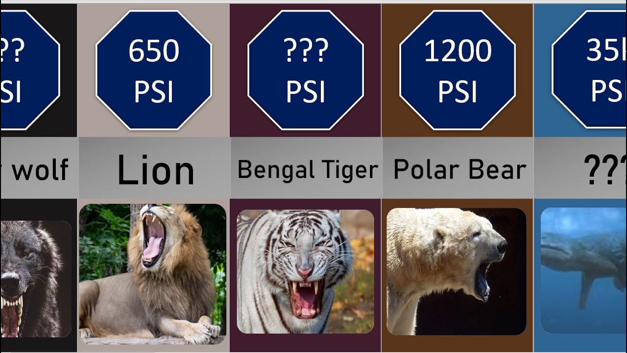 Animals Bite Force Comparison - YouTube