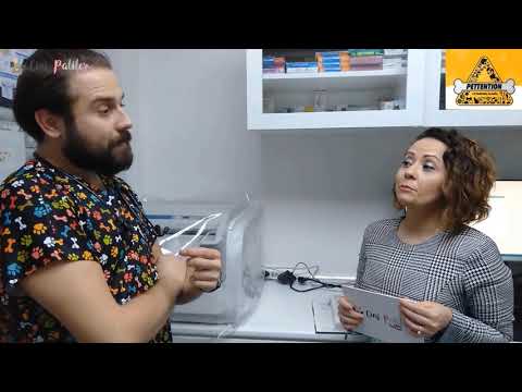 Kedi ve Köpeklerde Korona Virüs Belirtileri, Bulaşma Yolları ve Tedavisi (fip virüsü) #Veteriner