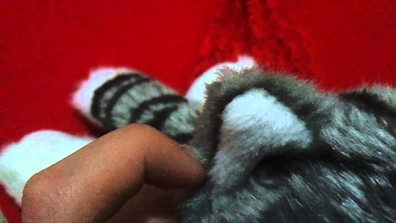 Webkinz Small Signature Gray Tabby Cat Review - YouTube