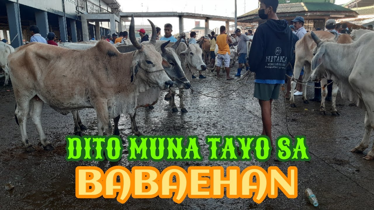 UNAHIN NATIN ANG MGA BABAENG BAKA SA PRESYO - YouTube