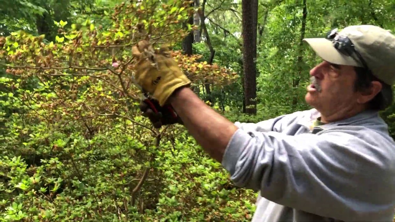 How to prune Azaleas - YouTube
