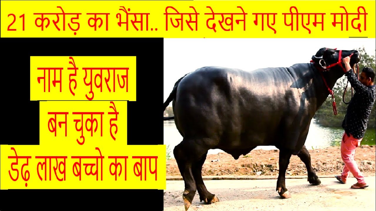 21 करोड़ का Murrah Buffalo (भैंसा), डेढ़ लाख बच्चो के बाप युवराज को देख ...