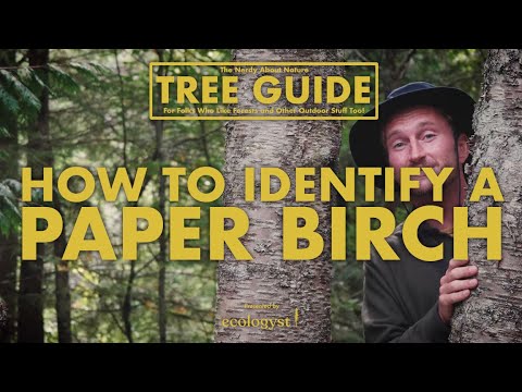 Paper Birch - How To Identify It!  || Nerdy About Nature Tree Guide