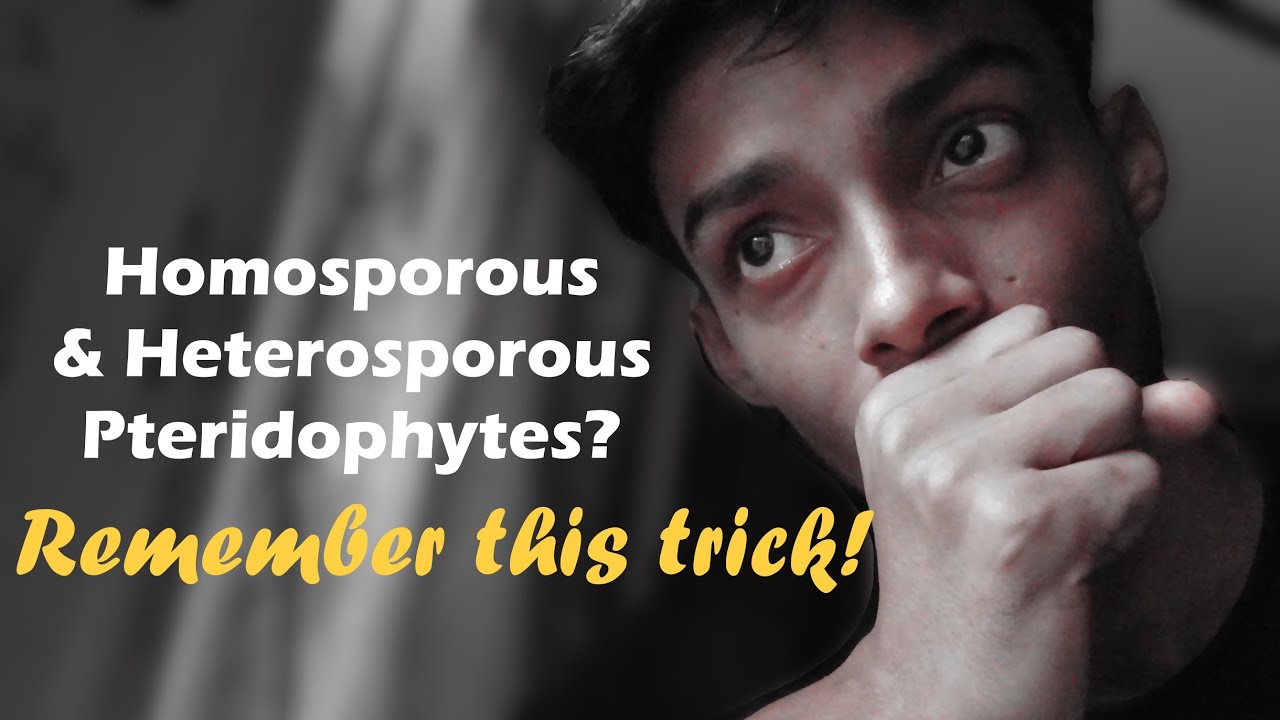 Homosporous and Heterosporous Pteridophytes | Trick to remember ...