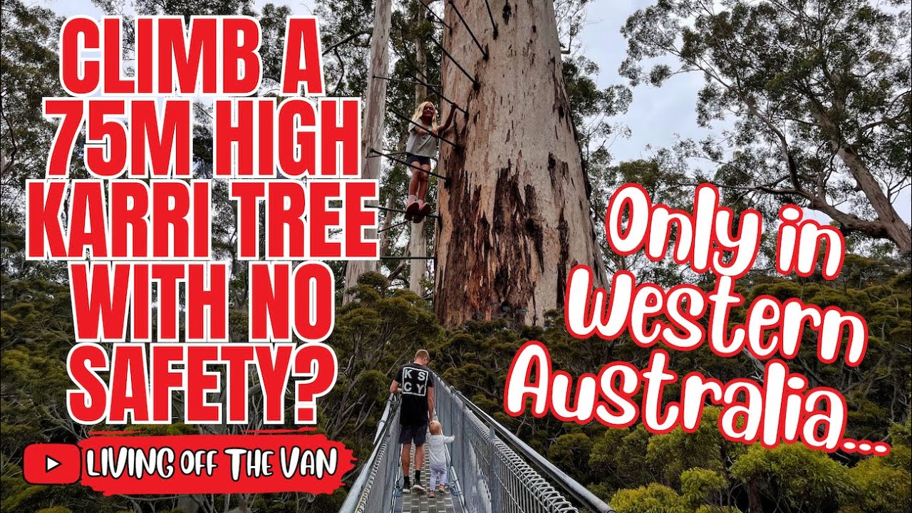 WOULD YOU CLIMB THIS 75M KARRI TREE?- 084- LIVING OFF THE VAN- TRAVEL ...