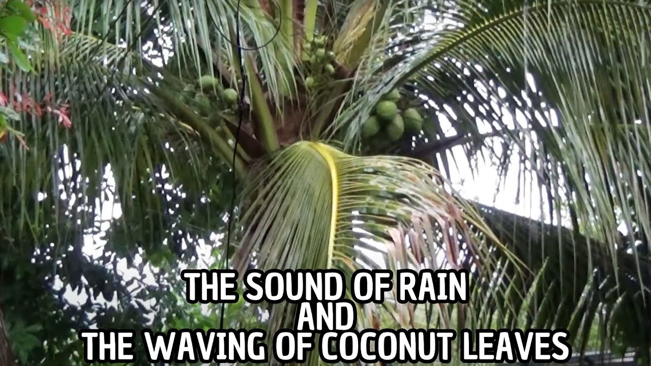 The Sound Of Rain And The Waving of Coconut Leaves || Heavy Rain for ...
