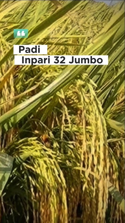 Padi inpari 32 || Viral padi inpari 32 jumbo #shorts - YouTube