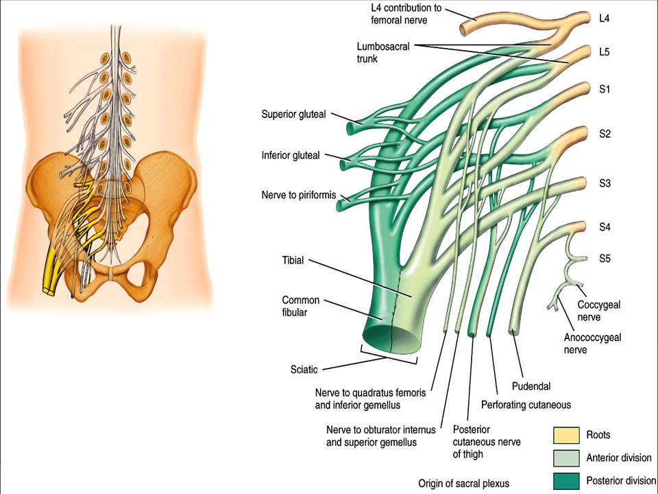 LOWER EXTREMITY IMPAIRMENTS LUMBOSACRAL PLEXUS www.ezqmeceu.com QME Continuing Education - YouTube