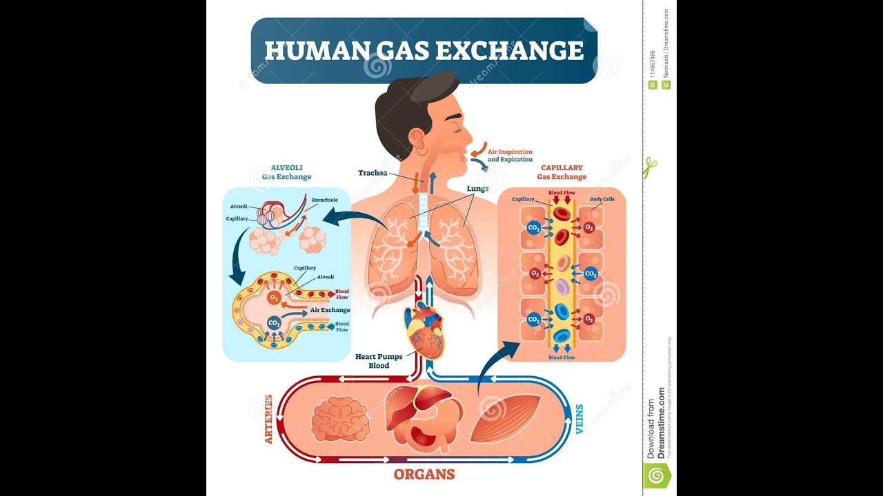 How do humans respire? Human respiratory system-exchange of gases ...