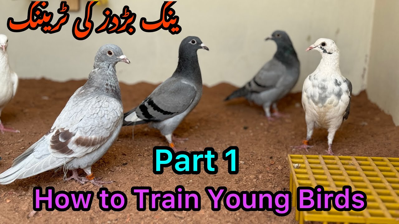 How to traing Young Racing Pigeons | Part 1 - YouTube
