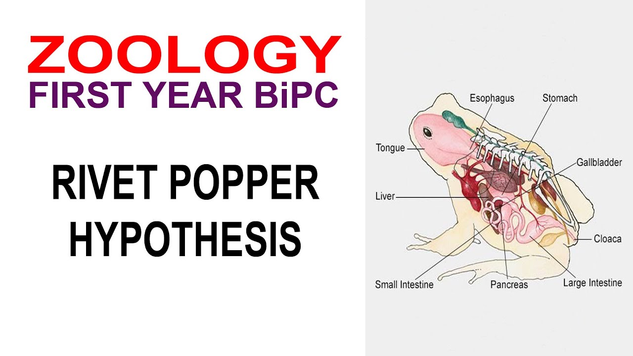 ZOOLOGY 1ST YR - RIVET POPPER HYPOTHESIS - YouTube