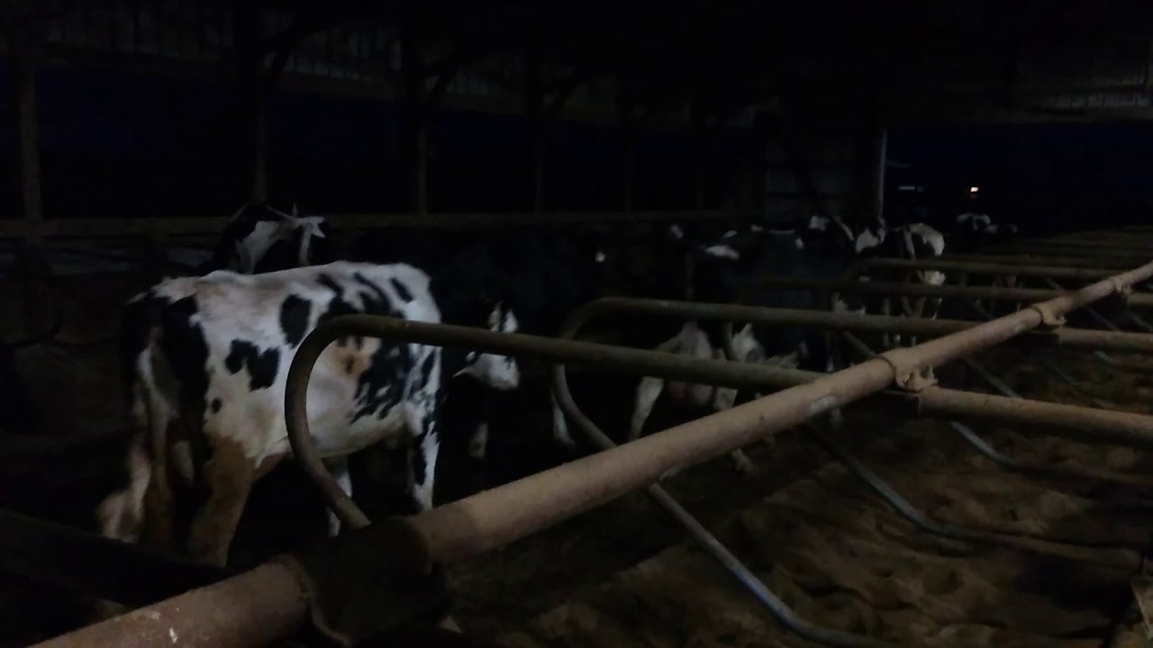 Letting out the cows - YouTube