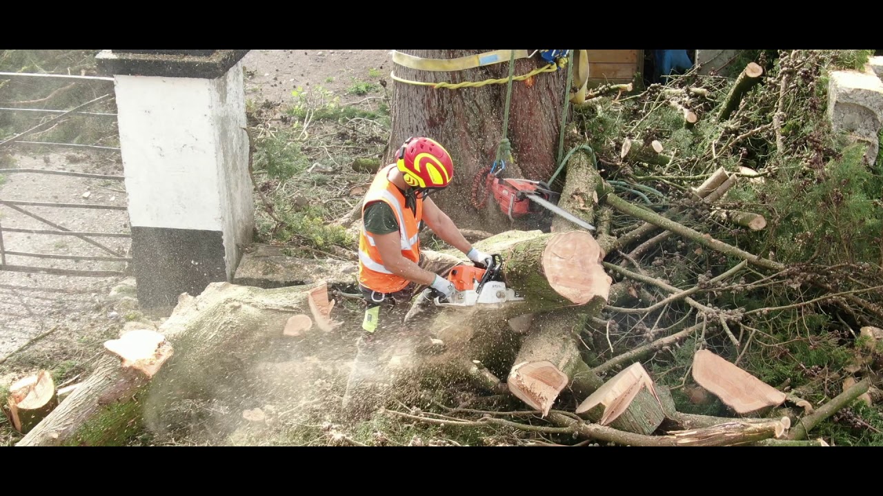 Dangerous tree removal - YouTube