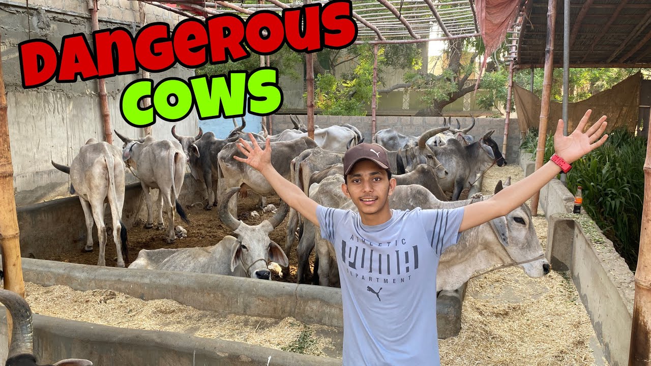 I TRIED TO IRRITATE DANGEROUS COWS FOR 24 Hours - YouTube