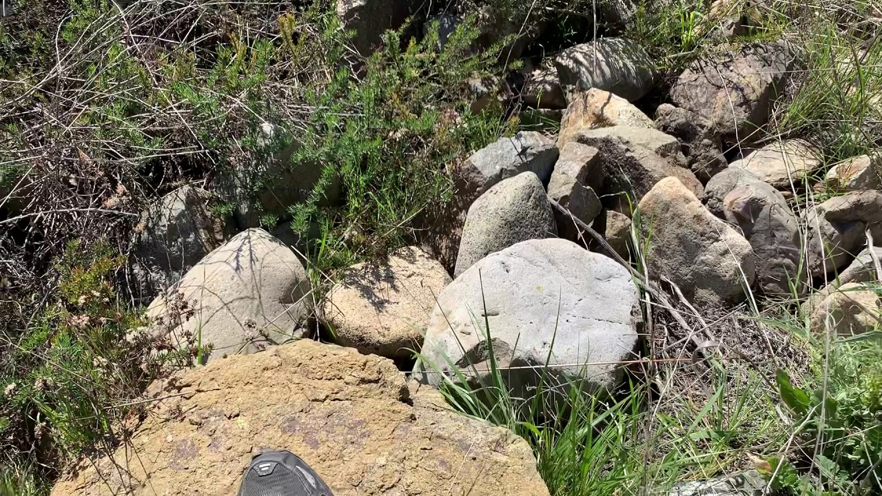Rattlesnake hiding in a pile of rocks - YouTube