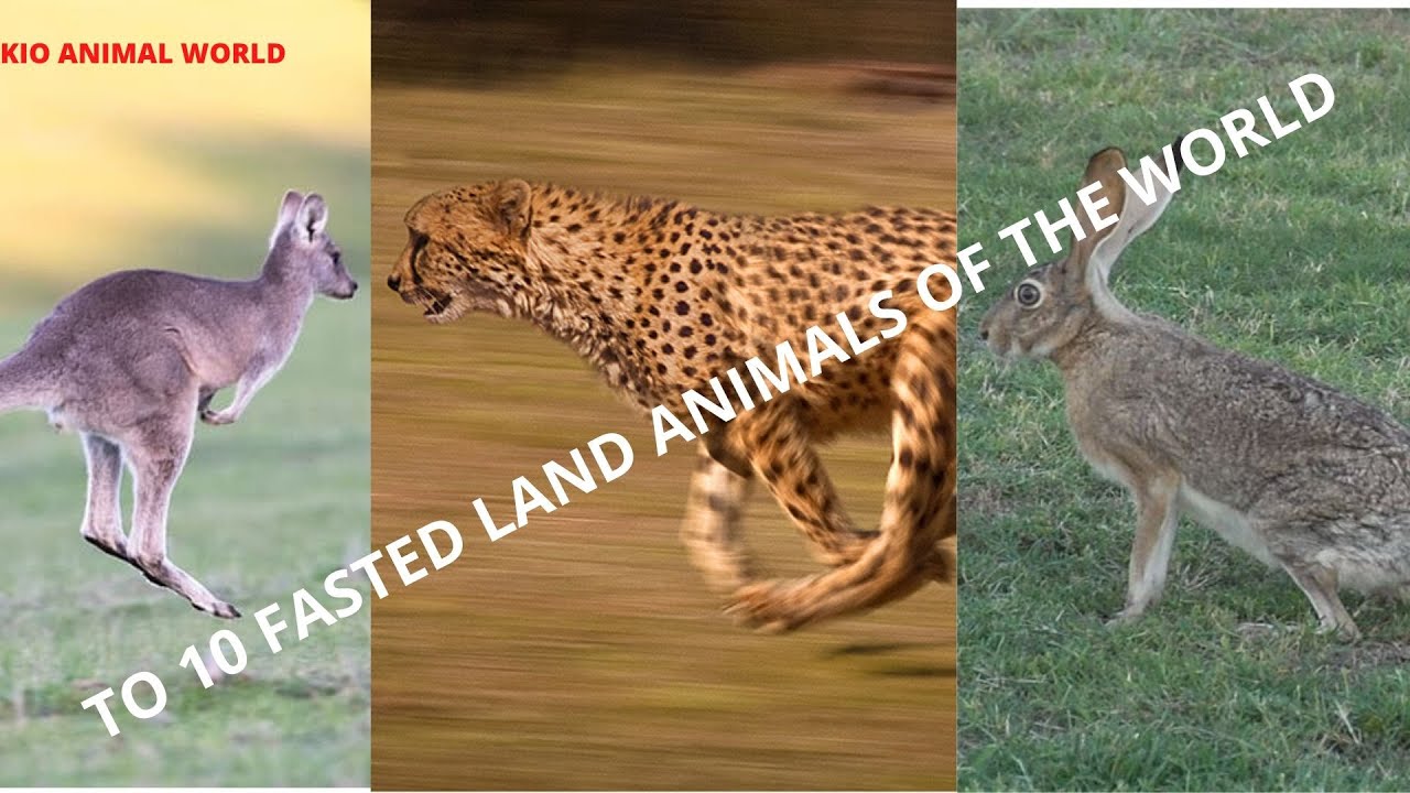 fastest land animals - fastest animals in the world - land animal (2018 ...