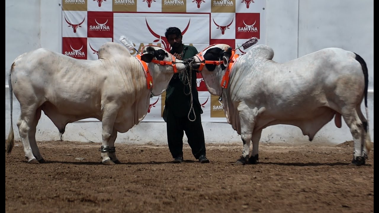 Sikander Aur Sultan From Samana Cattle Farm 2020 - YouTube