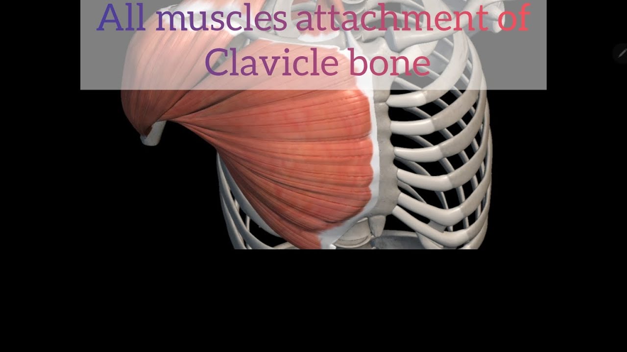all muscle attachment of Clavicle bone |upperlimb anatomy |mbbs 1st ...
