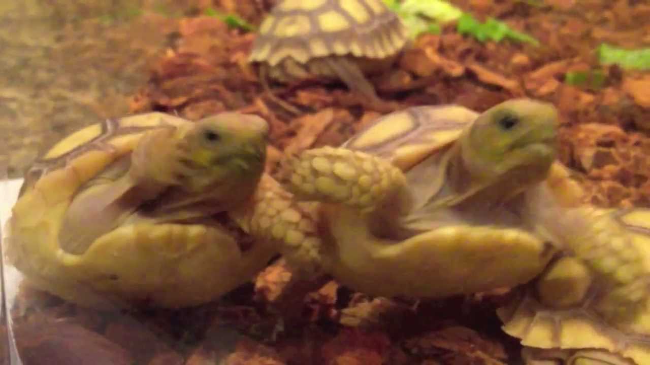 Gangster Turtles - YouTube