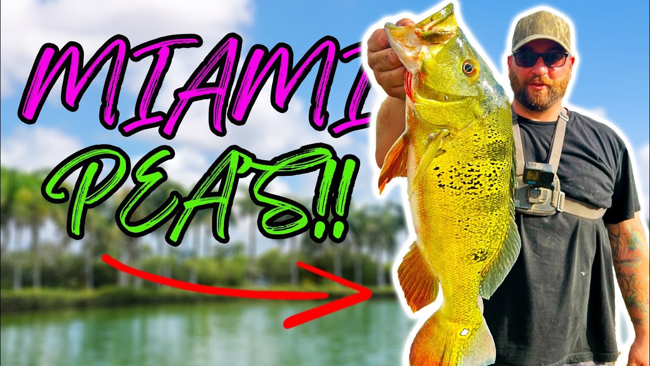 Peacock Bass Fishing a Hidden Miami Lake! - YouTube