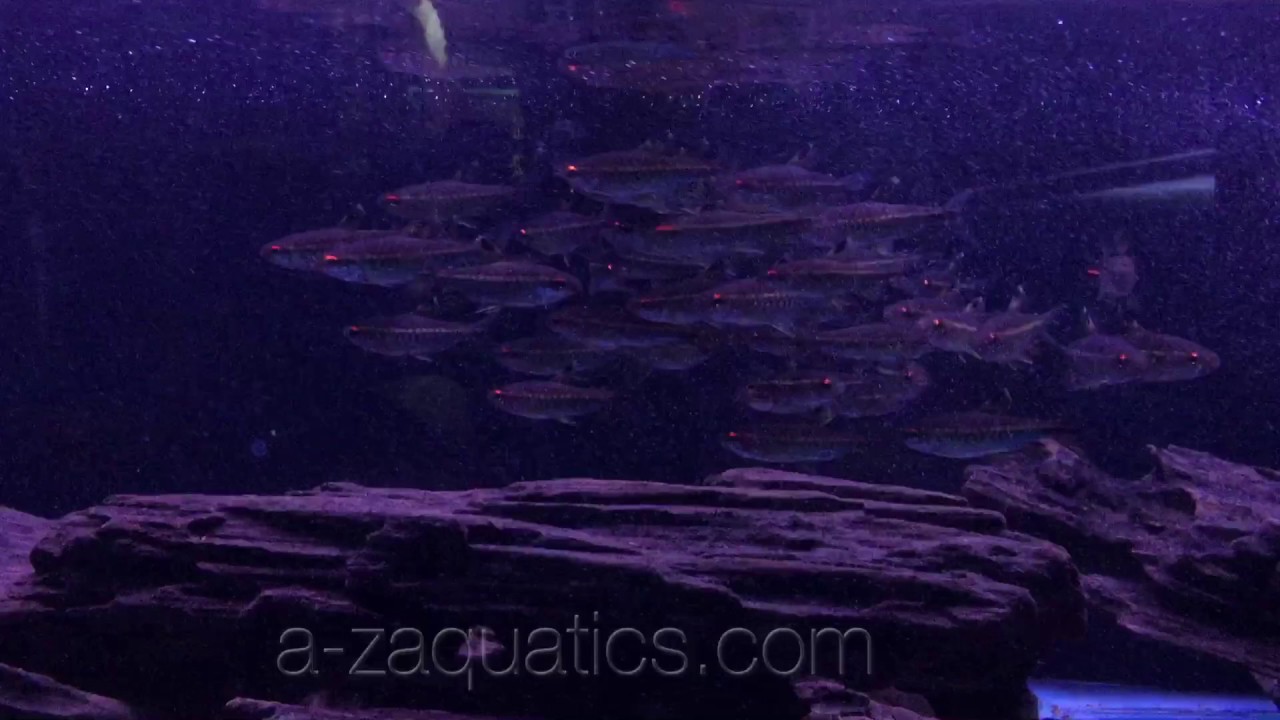 African Red Eyed Tetra - a-zaquatics.com - YouTube