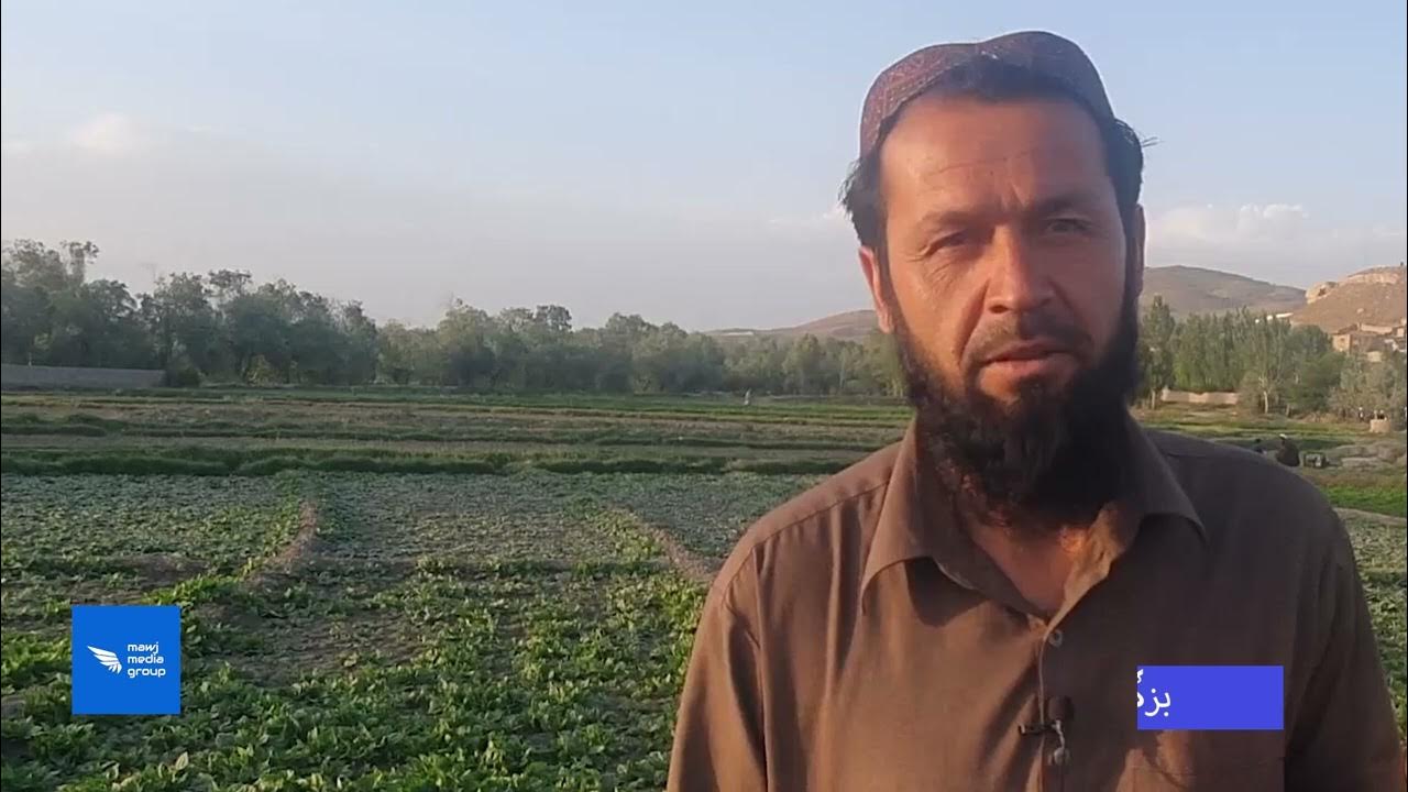غزني کې سږ کال د کروندګرو حاصلات ښه دي او ورته خوښ دي Youtube