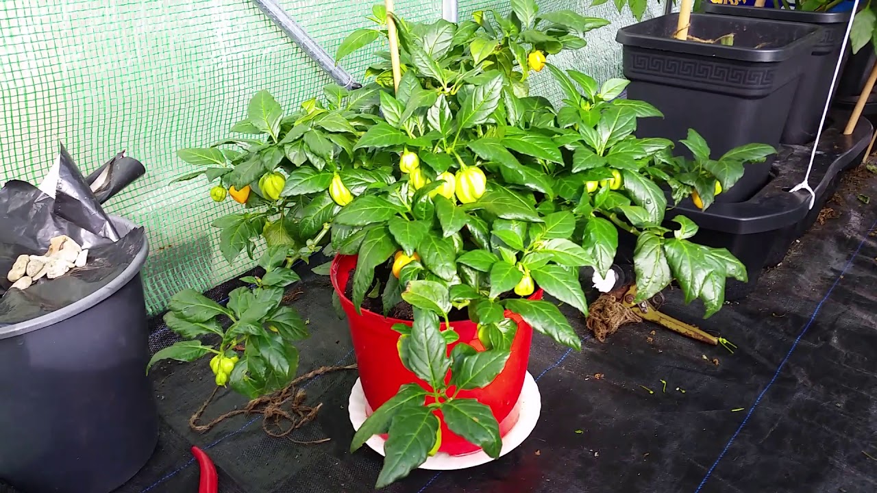 6 October 2019 chilli update - YouTube