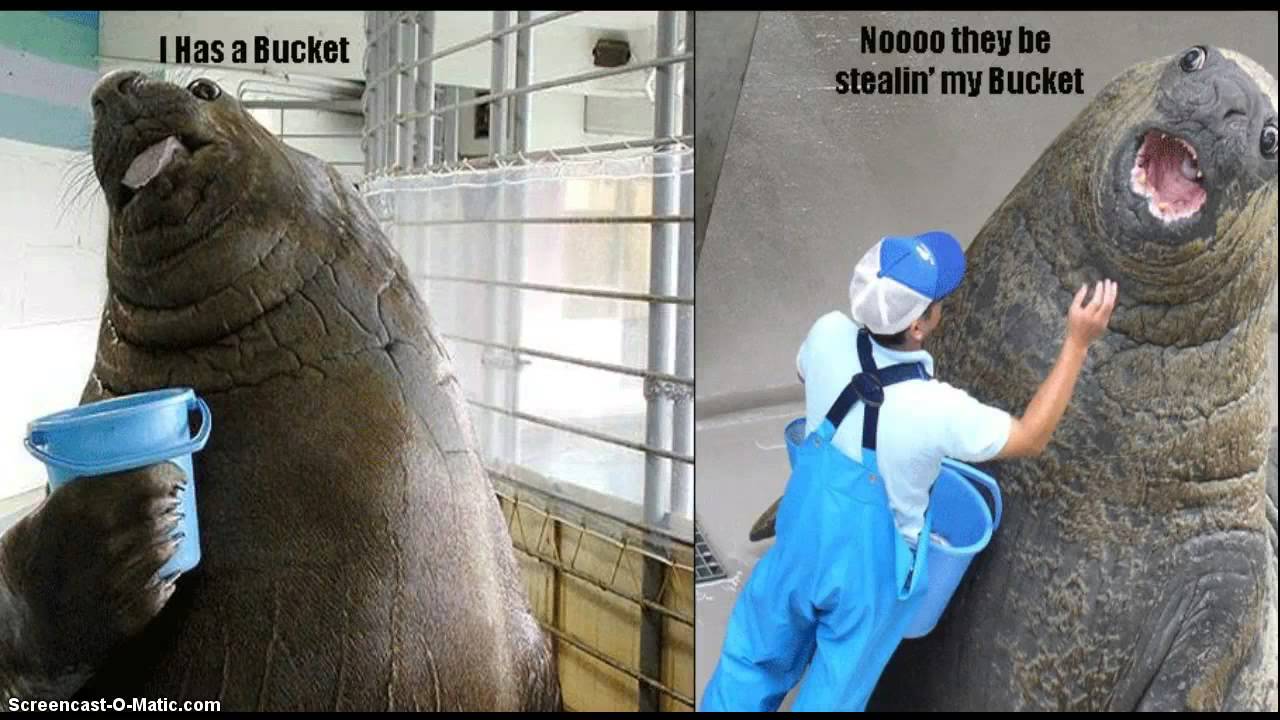 i has a bucket by: wolfster75050 - YouTube