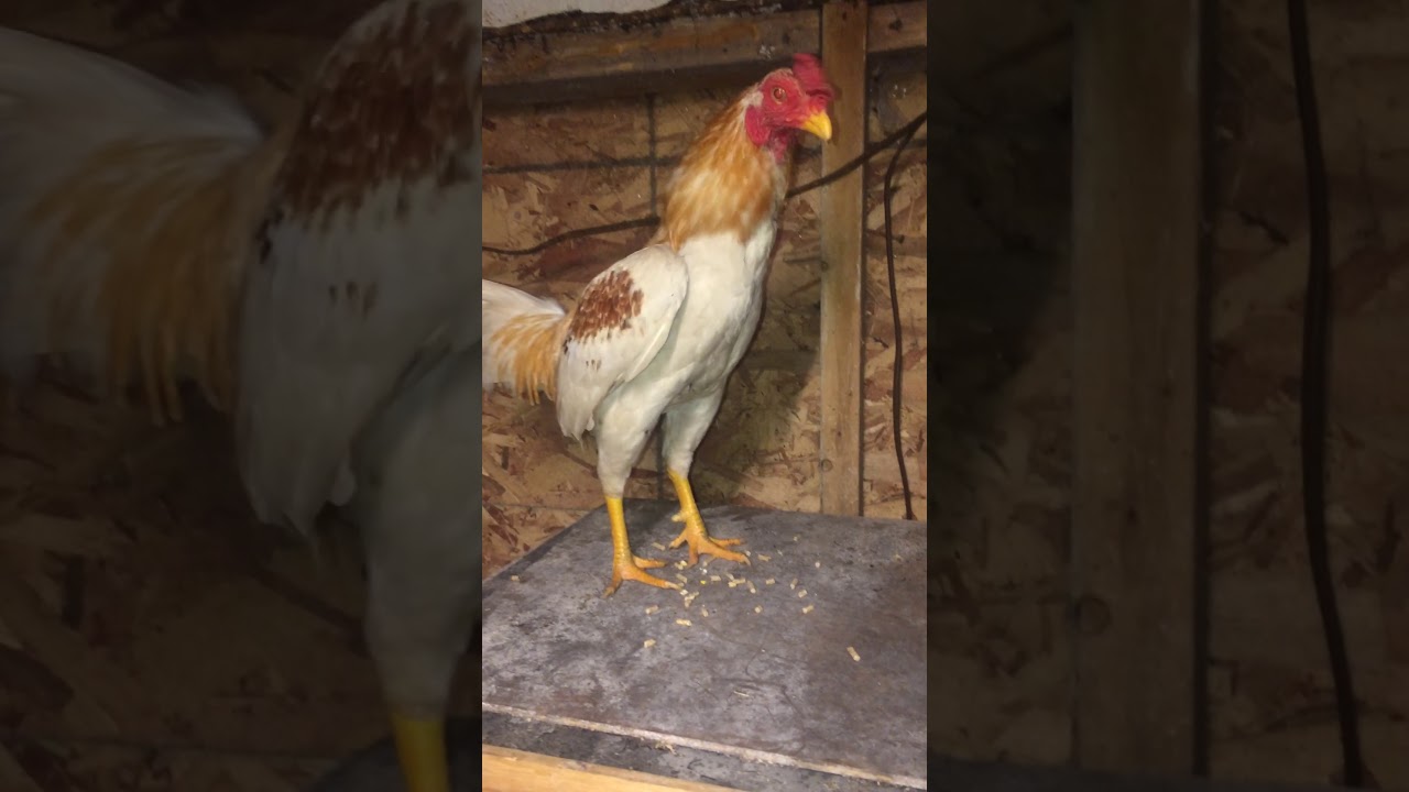 Red Pyle Asil Bantam - YouTube