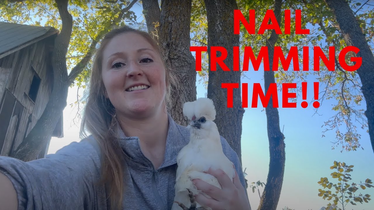 "How to Trim Your Chicken's Nails: A Step-by-Step Guide!" - YouTube