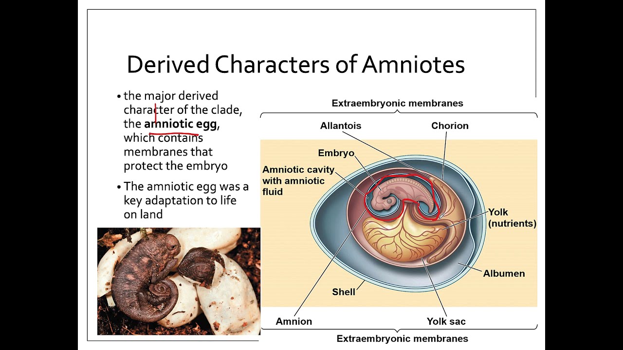 34.7 Amniotes - YouTube
