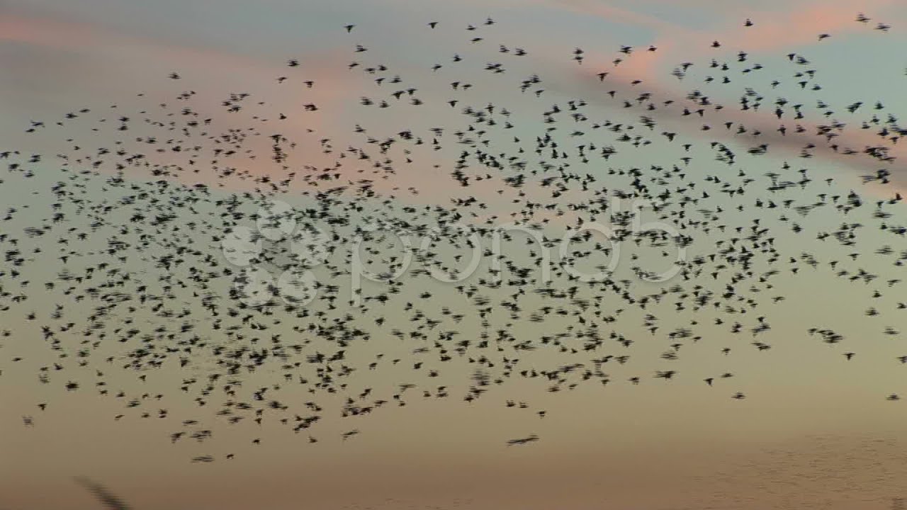 Natures Impressive And Outstanding Moments As Starlings Flock. Stock ...
