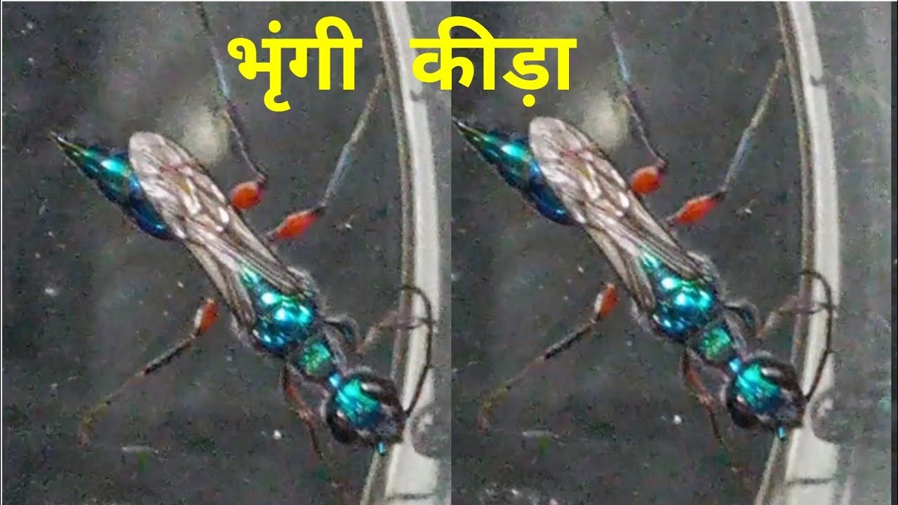 भृंगी कीड़ा जो दूसरे कीड़ों को मारकर दुबारा धुनात्मक शब्द देकर जीवन दान ...