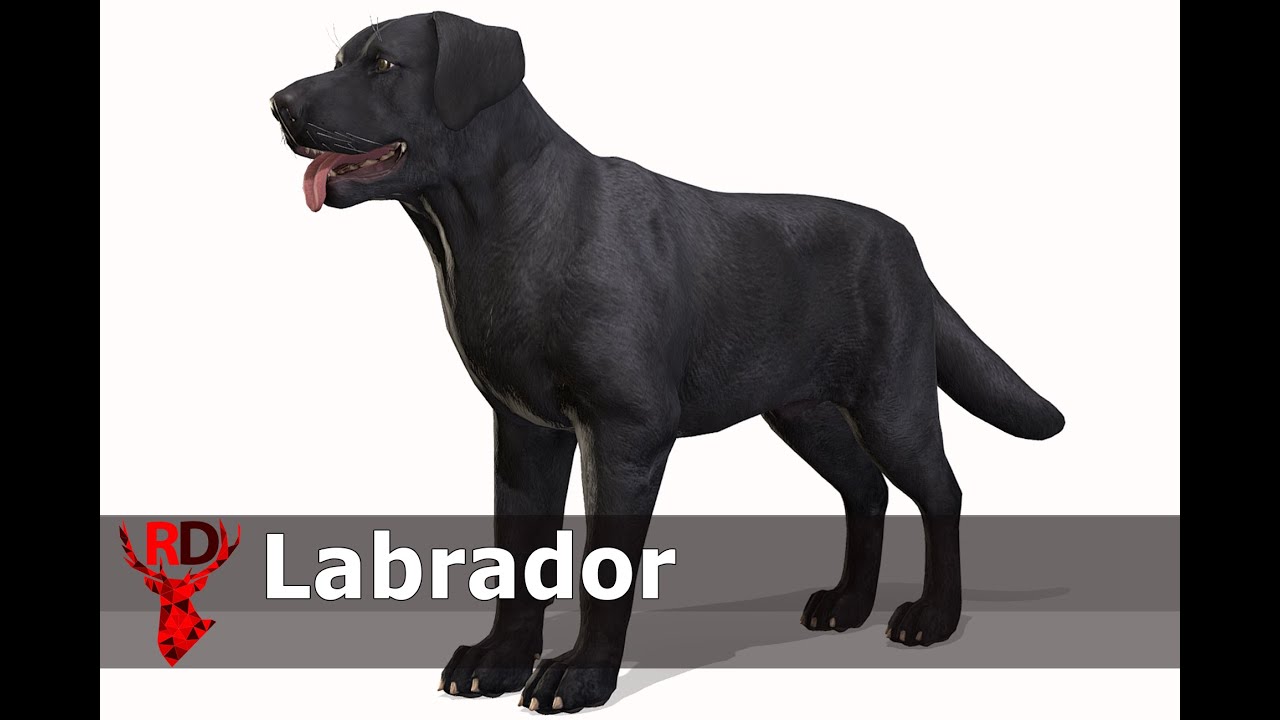 Dog Labrador animations - YouTube