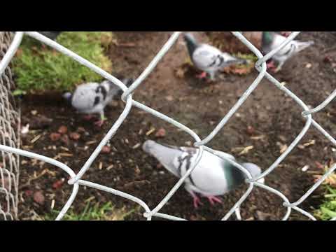 Birds in Avery - YouTube