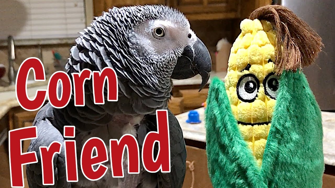 Einstein with his corn friend - YouTube
