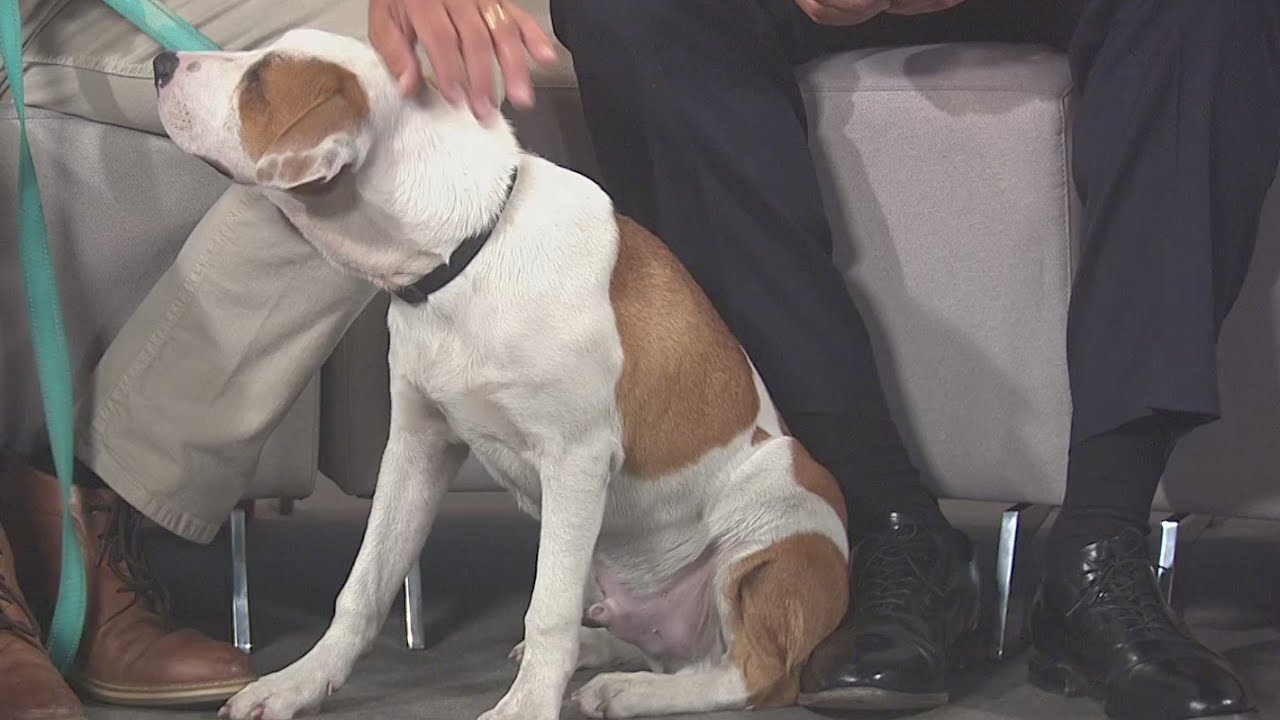 Pet Rescue Spotlight: Anderson Humane Society - YouTube