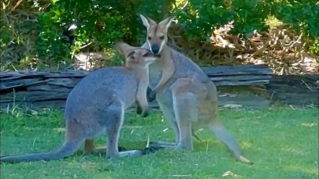 Australian Moment Affectionate Wallaby Couple Connecting with each ...