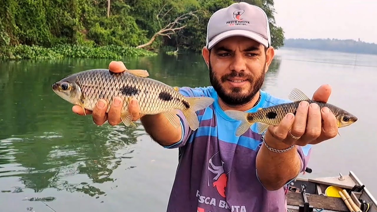 PESCARIA DE PIAU 3 PINTAS USANDO A MELHOR ISCA PARA PEGAR PIAU GIGANTE ...