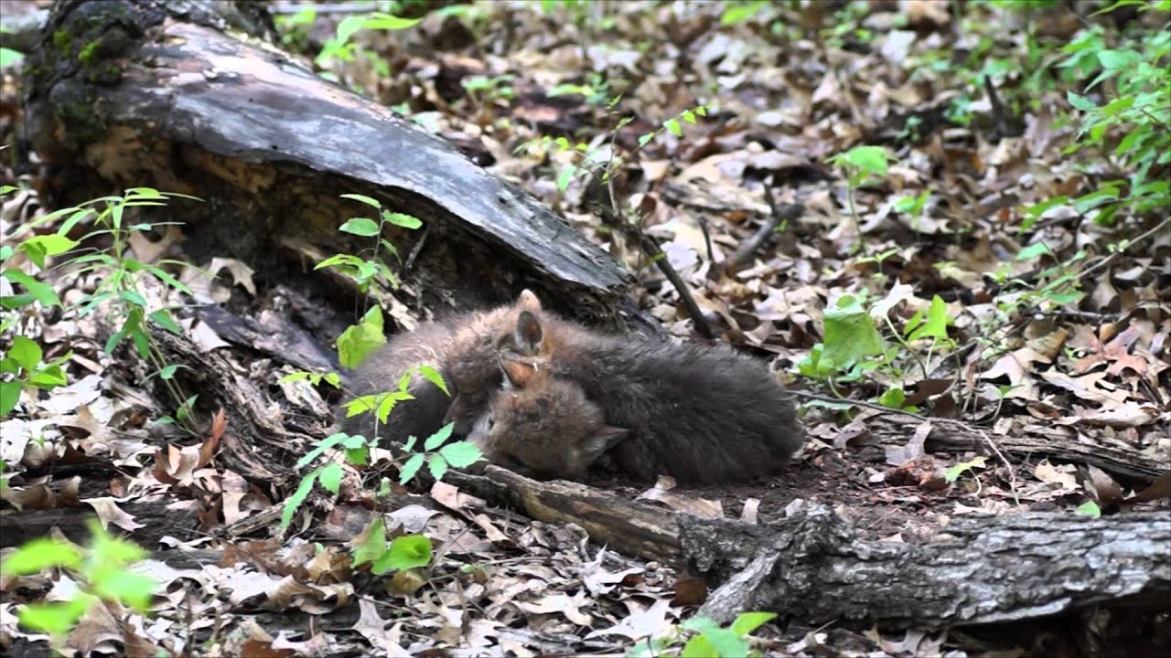 10 Minutes of Nature Therapy - Coyote Pups in the Wild - YouTube