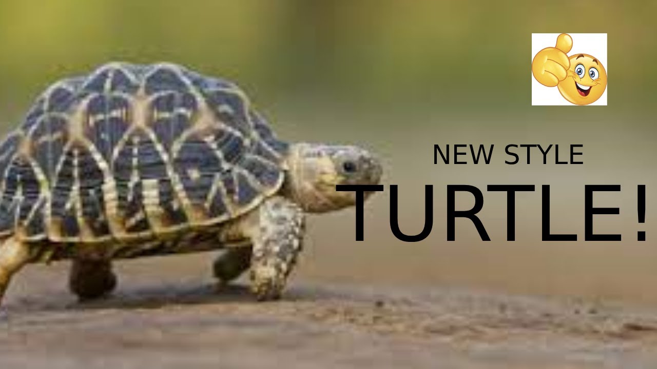 (Late) TURTLE STYLE - UNTITLED BOXING GAME - YouTube