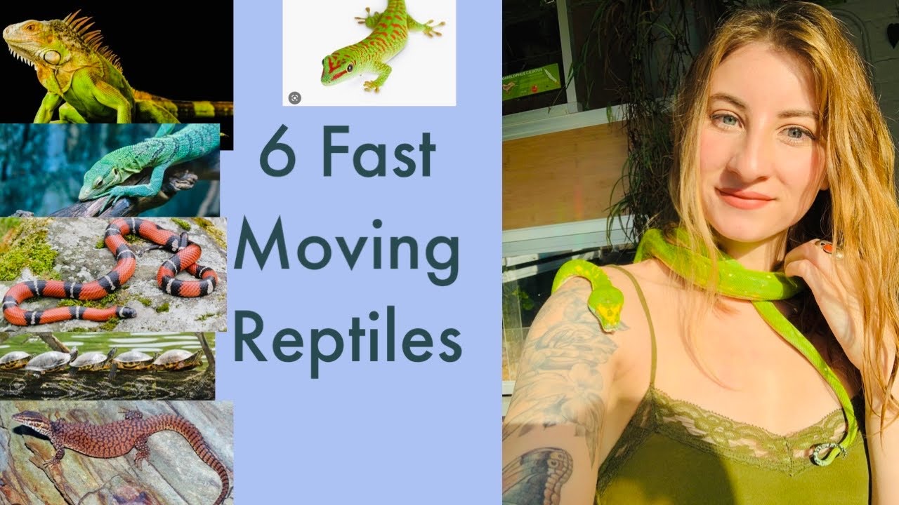 Top 6 Fast Moving Reptiles - YouTube