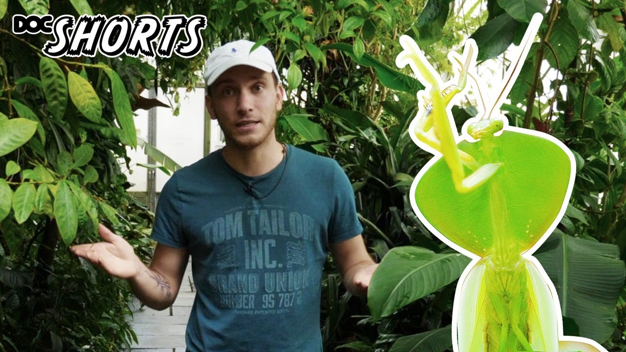 DOC SHORTS | Folge 33 - Der grüne Hühnerschreck: Die Schildmantis - YouTube