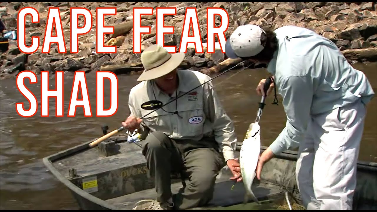 Expert Guide to Cape Fear Shad Fishing in North Carolina - YouTube