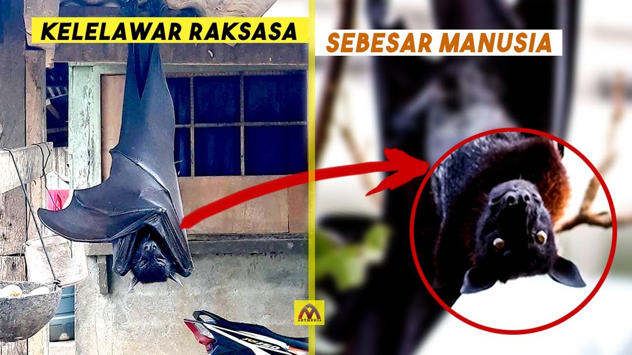 Kelelawar Raksasa Sebesar Manusia, Ini Fakta Uniknya // Aneh tapi Nyata ...