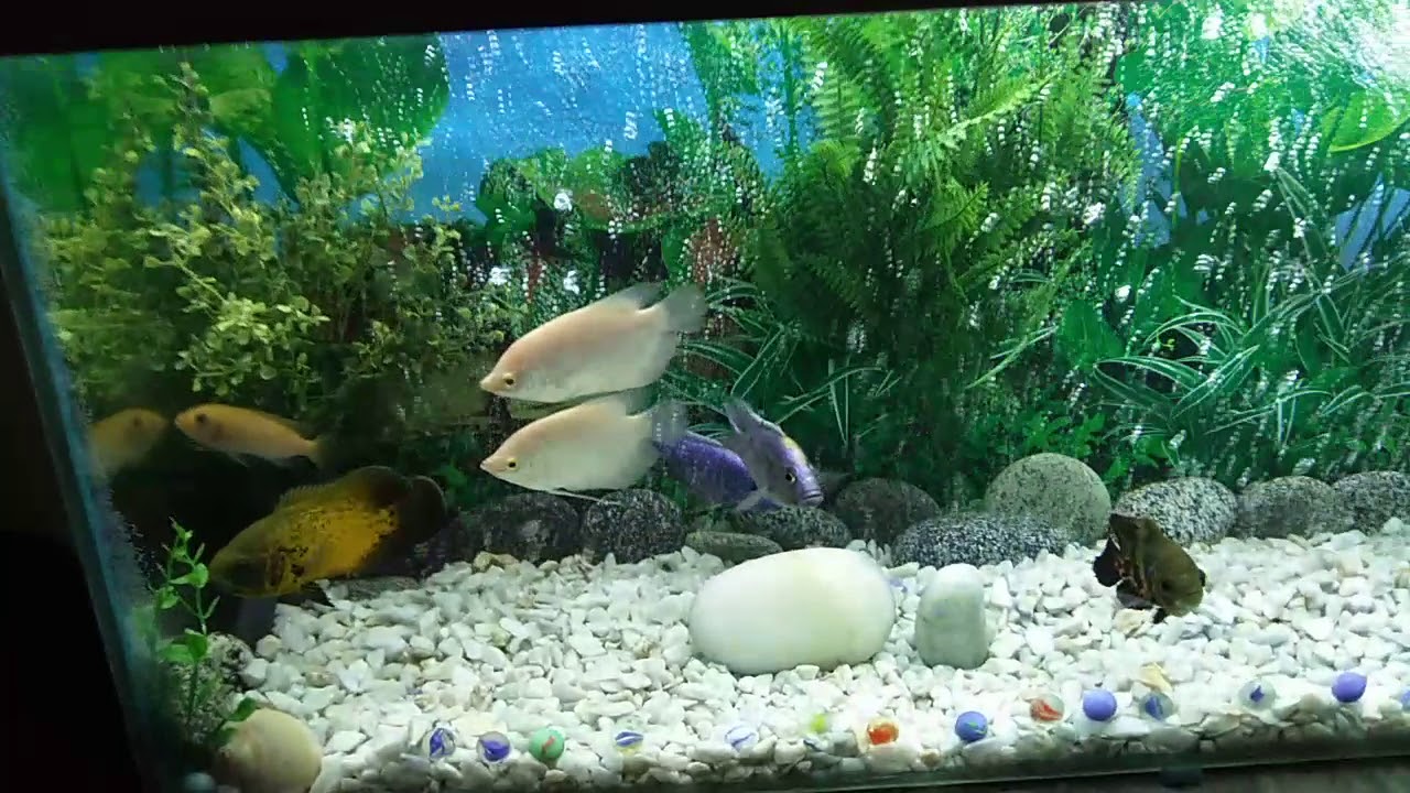 Aquarium meat family fishes in Pakistan - YouTube