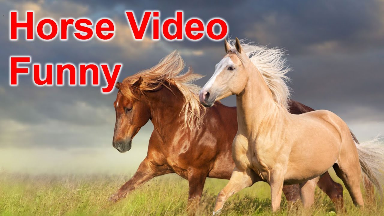Best Horse video - YouTube