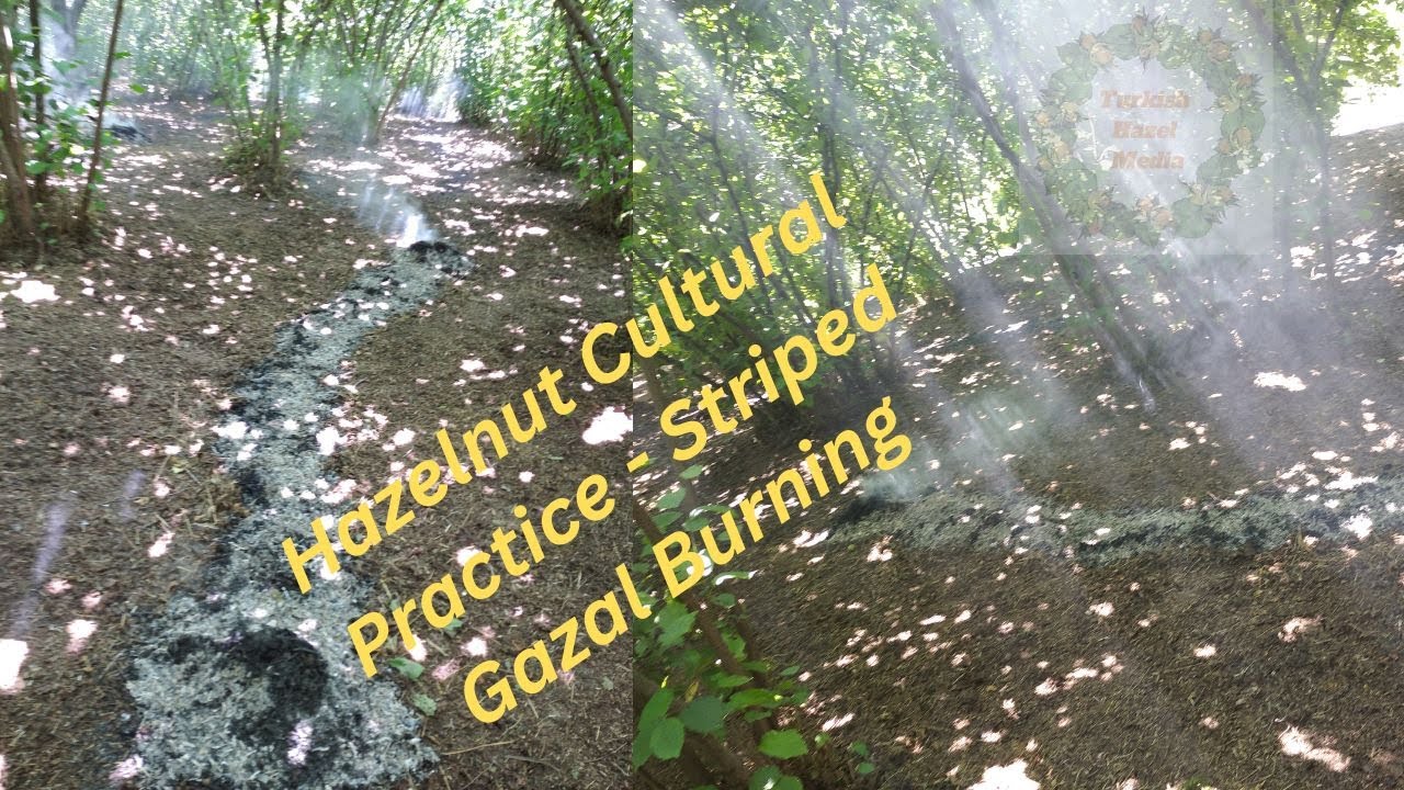 Strip Gazal Burning - Cultural Practice in Hazelnut Orchards - YouTube