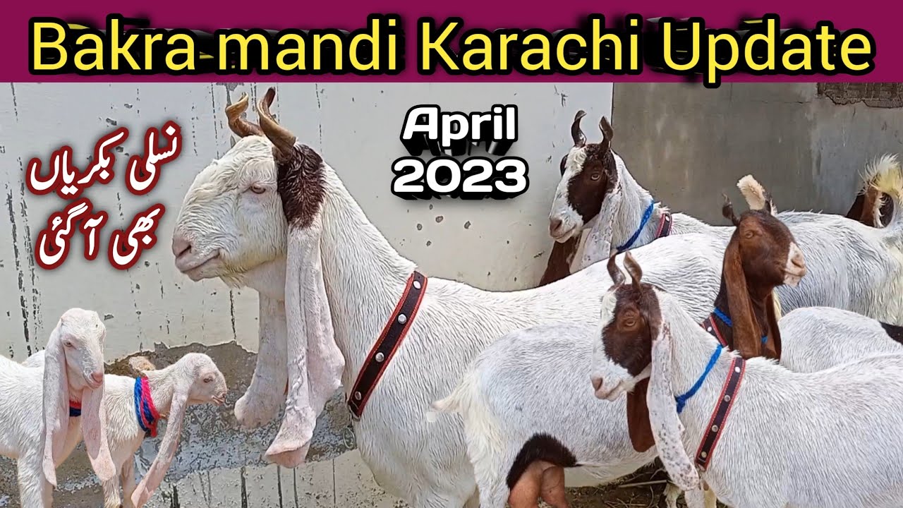 Bakra mandi Karachi Update April 30 2023 | Kamori Pateri Bakriyaan ...
