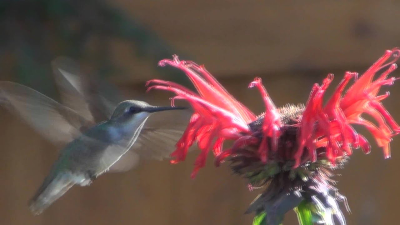 Hummingbird on a Bee Balm flower 2014 - YouTube